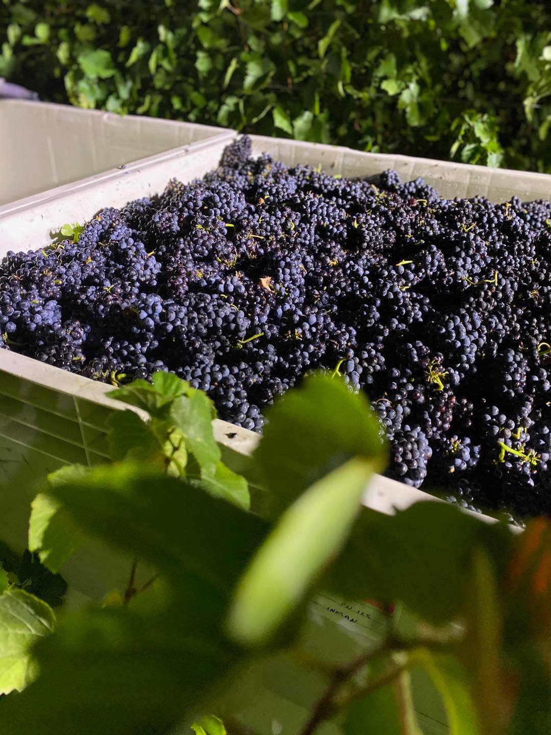 A Sparkling Revelation In California: Inman Family Wines Spotlight ...