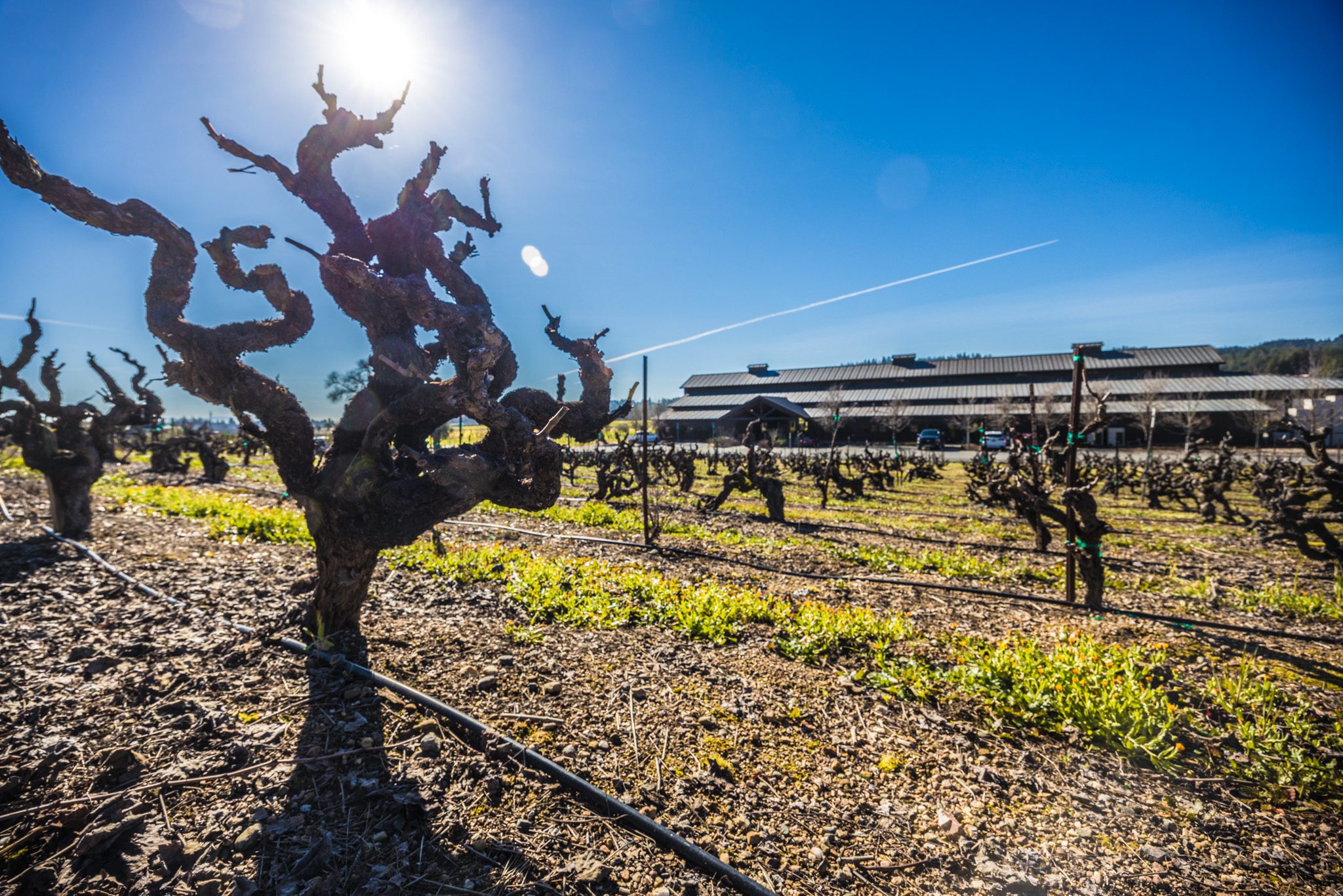 Wineries near me now Sonoma County